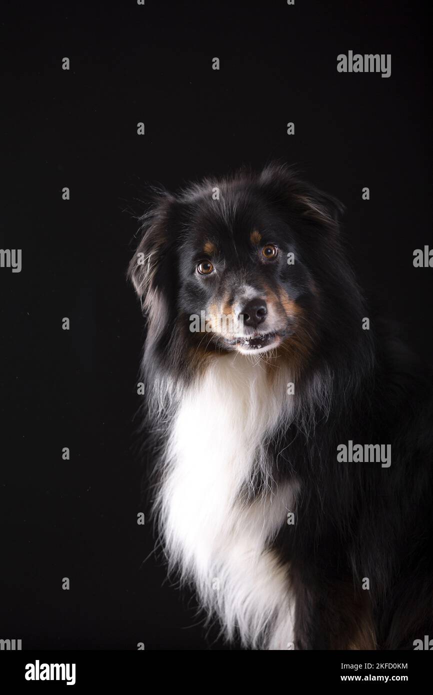 Fizzy the dog hi-res stock photography and images - Alamy