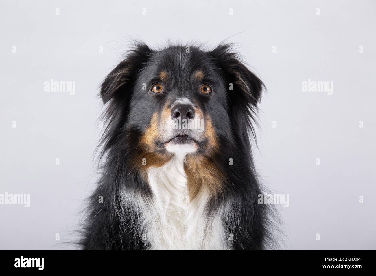 Fizzy the dog hi-res stock photography and images - Alamy