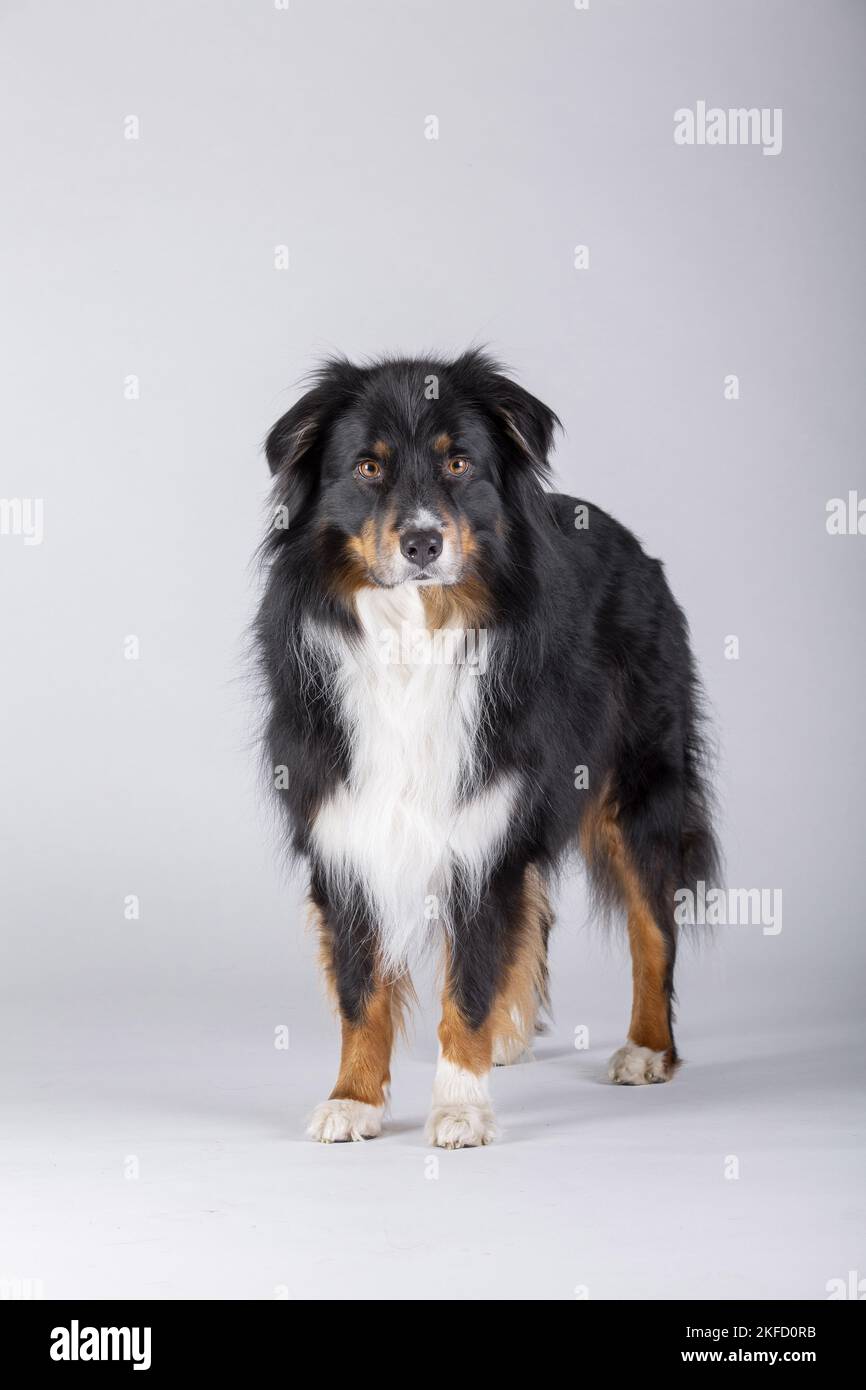 Fizzy the dog hi-res stock photography and images - Alamy