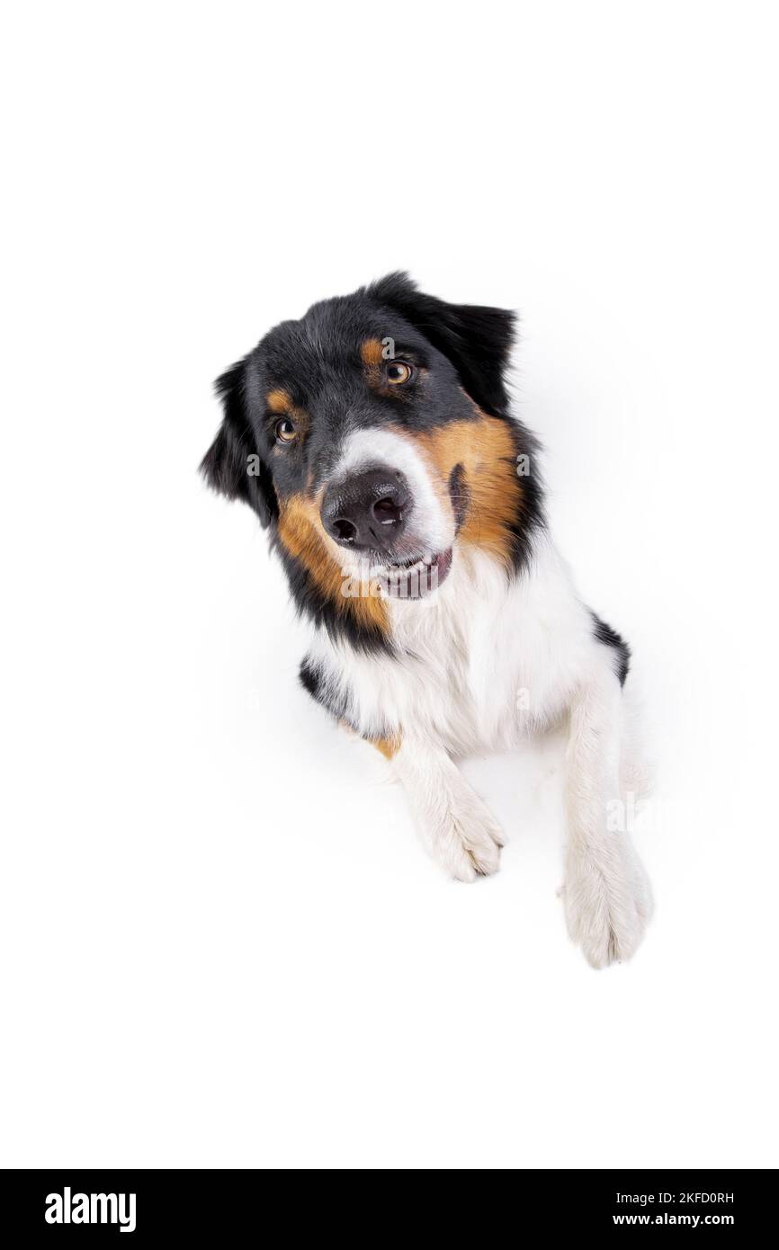 Black white australian shepherd Cut Out Stock Images & Pictures - Alamy