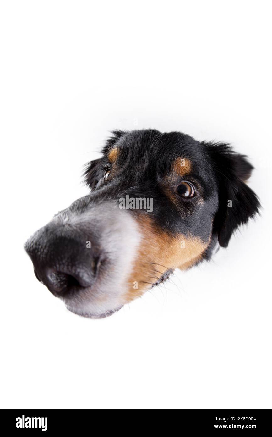 Black white australian shepherd Cut Out Stock Images & Pictures - Alamy