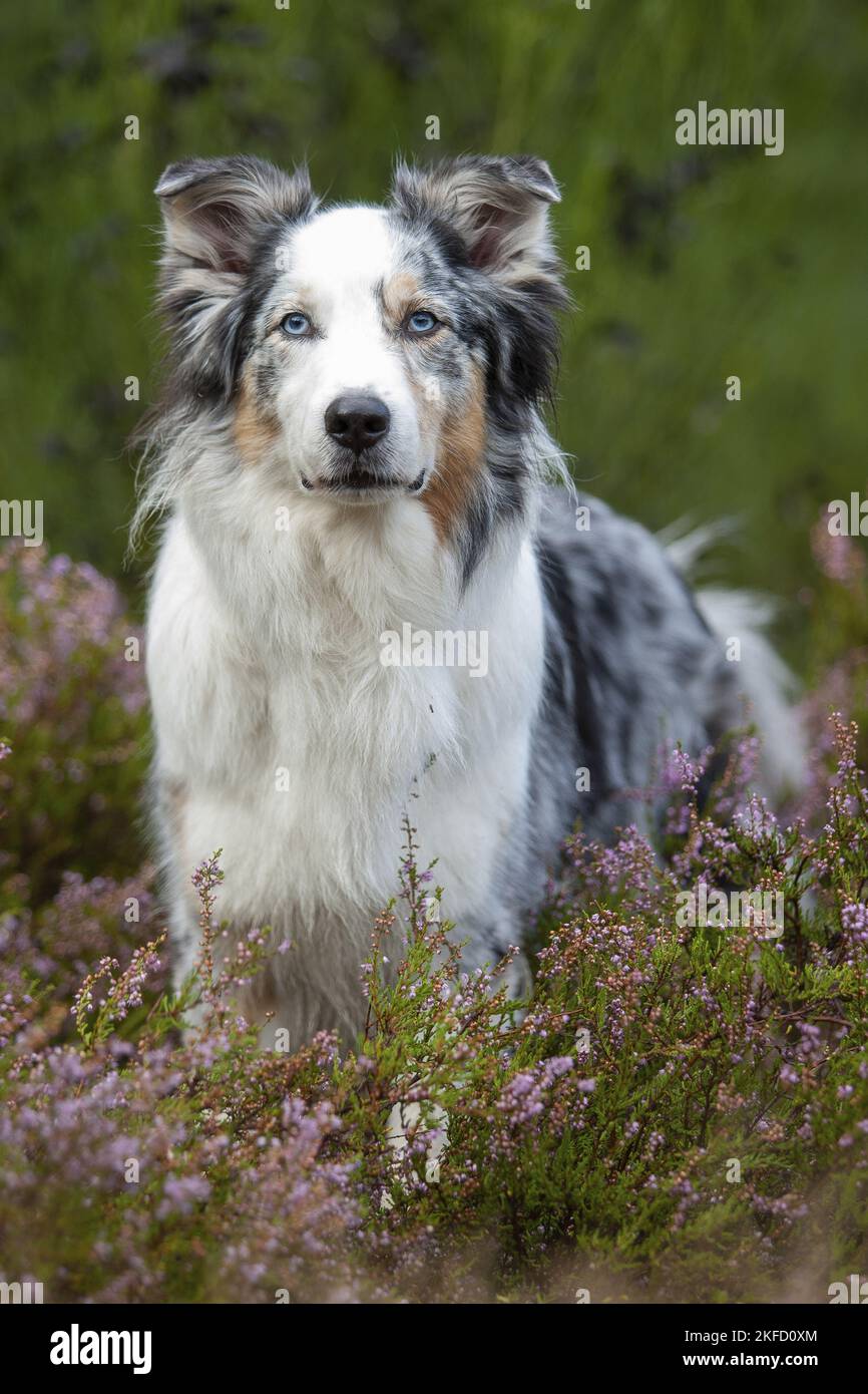 Australian Shepherd in the heather Stock Photo - Alamy