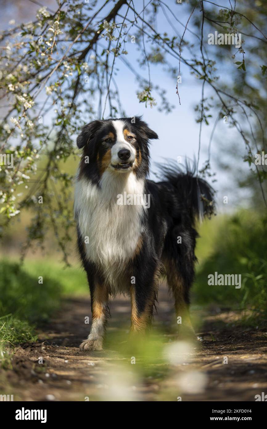 standing Australian Shepherd Stock Photo - Alamy