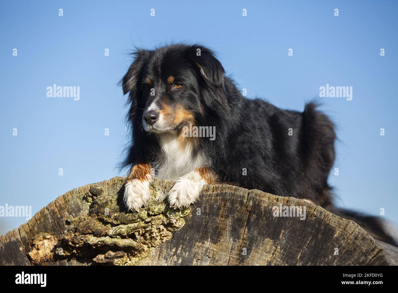 Australian shepherd lying hi-res stock photography and images - Alamy