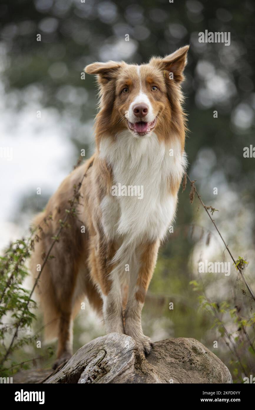 standing Australian Shepherd Stock Photo - Alamy