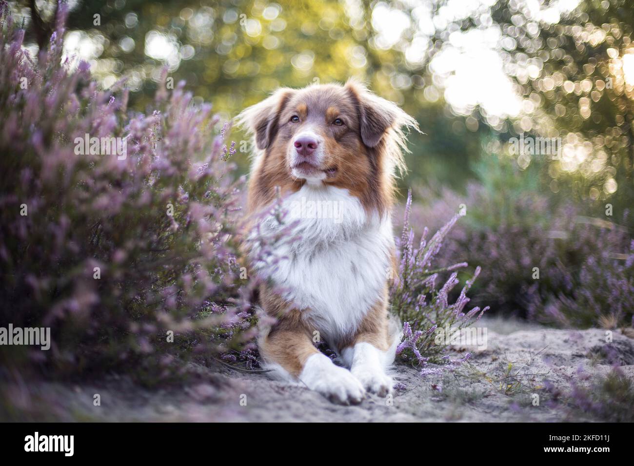 Australian Shepherd in the heather Stock Photo - Alamy