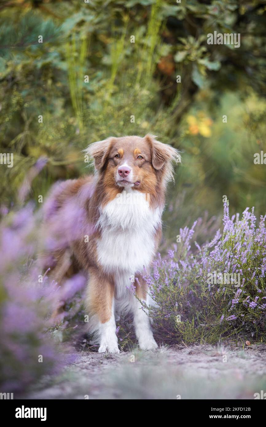 Australian Shepherd in the heather Stock Photo - Alamy