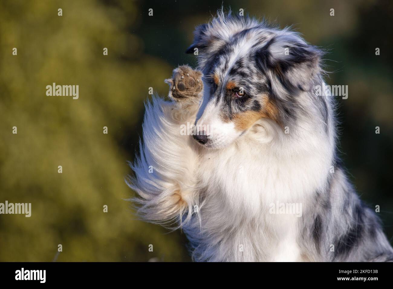 Australian Shepherd gives paw Stock Photo - Alamy
