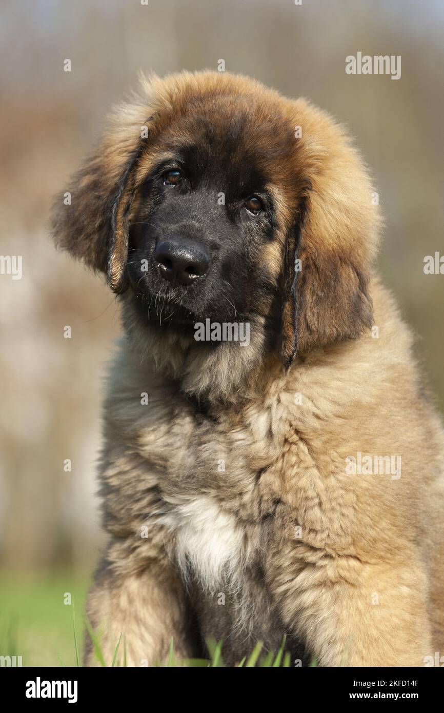 Leonberger Con Bebe