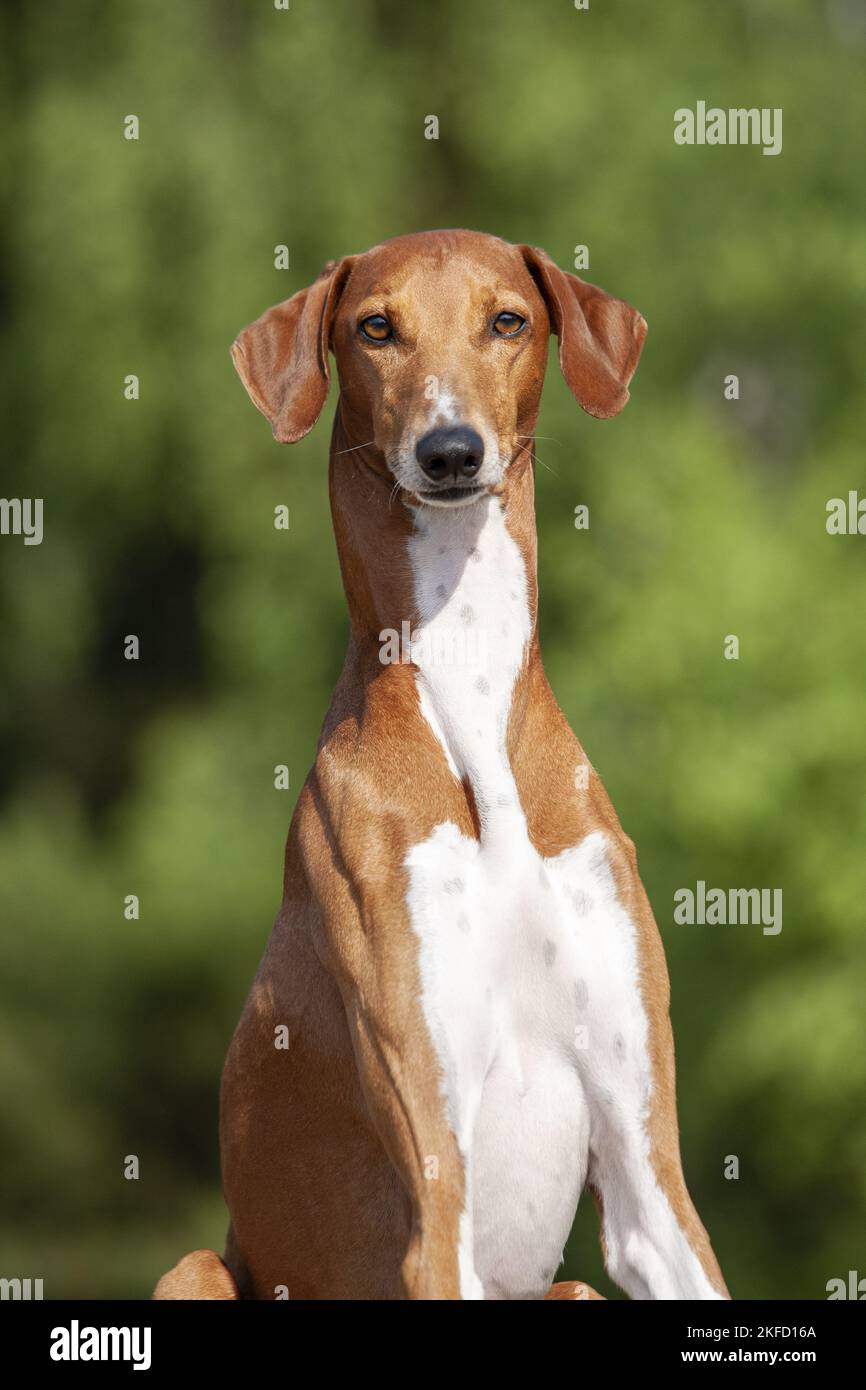 Azawakhs hi-res stock photography and images - Alamy