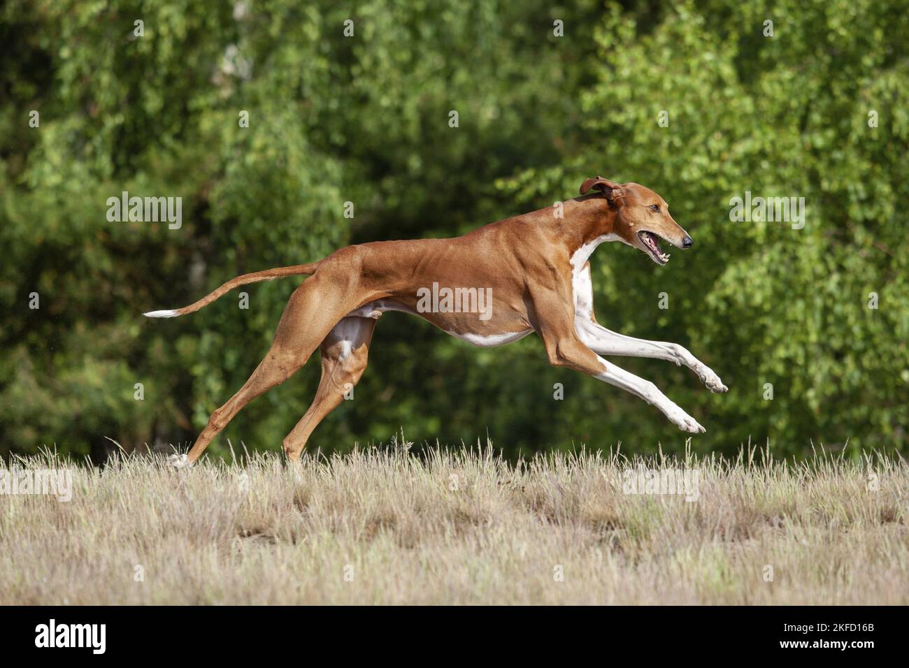 Azawakhs hi-res stock photography and images - Alamy