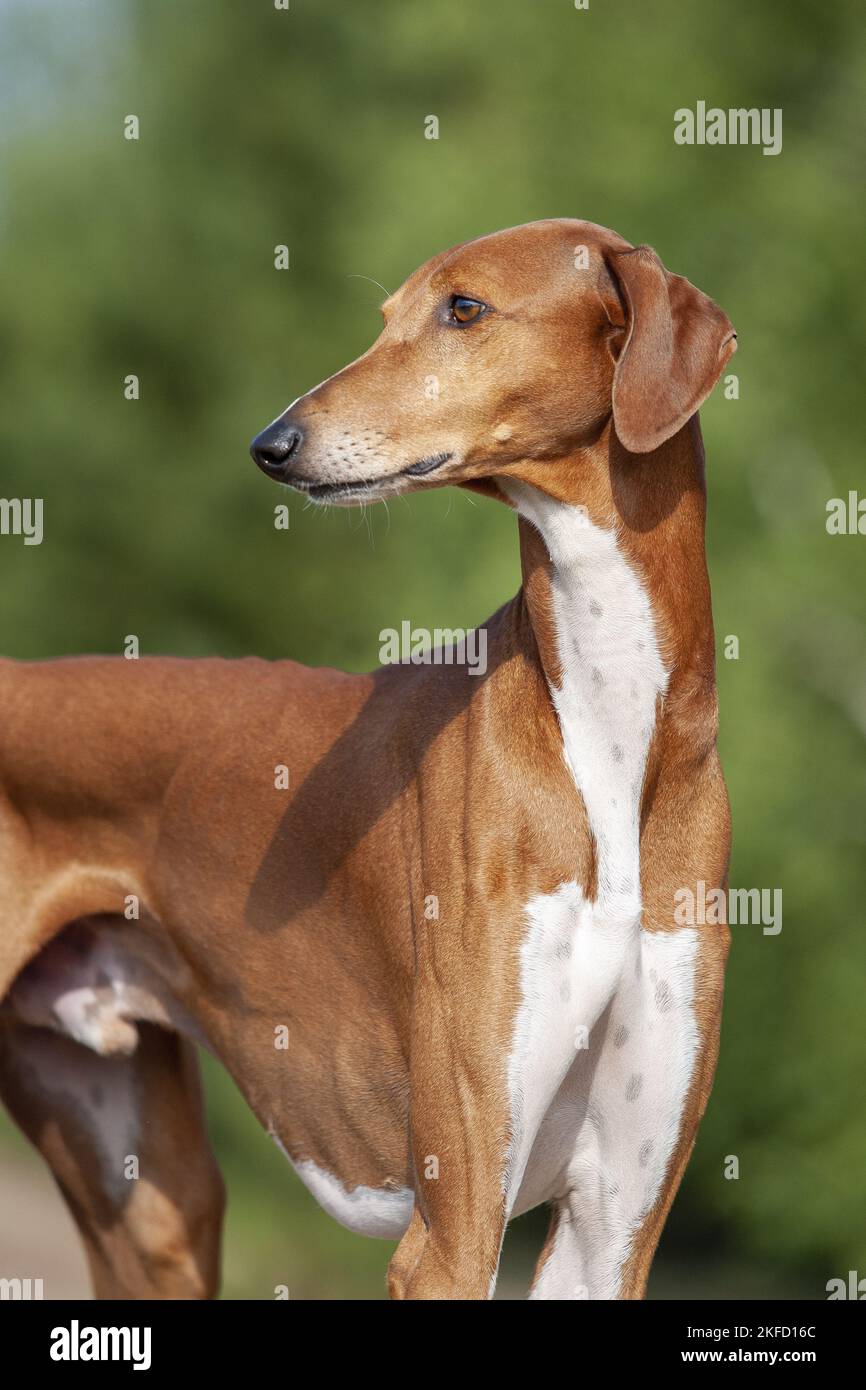 Azawakhs hi-res stock photography and images - Alamy