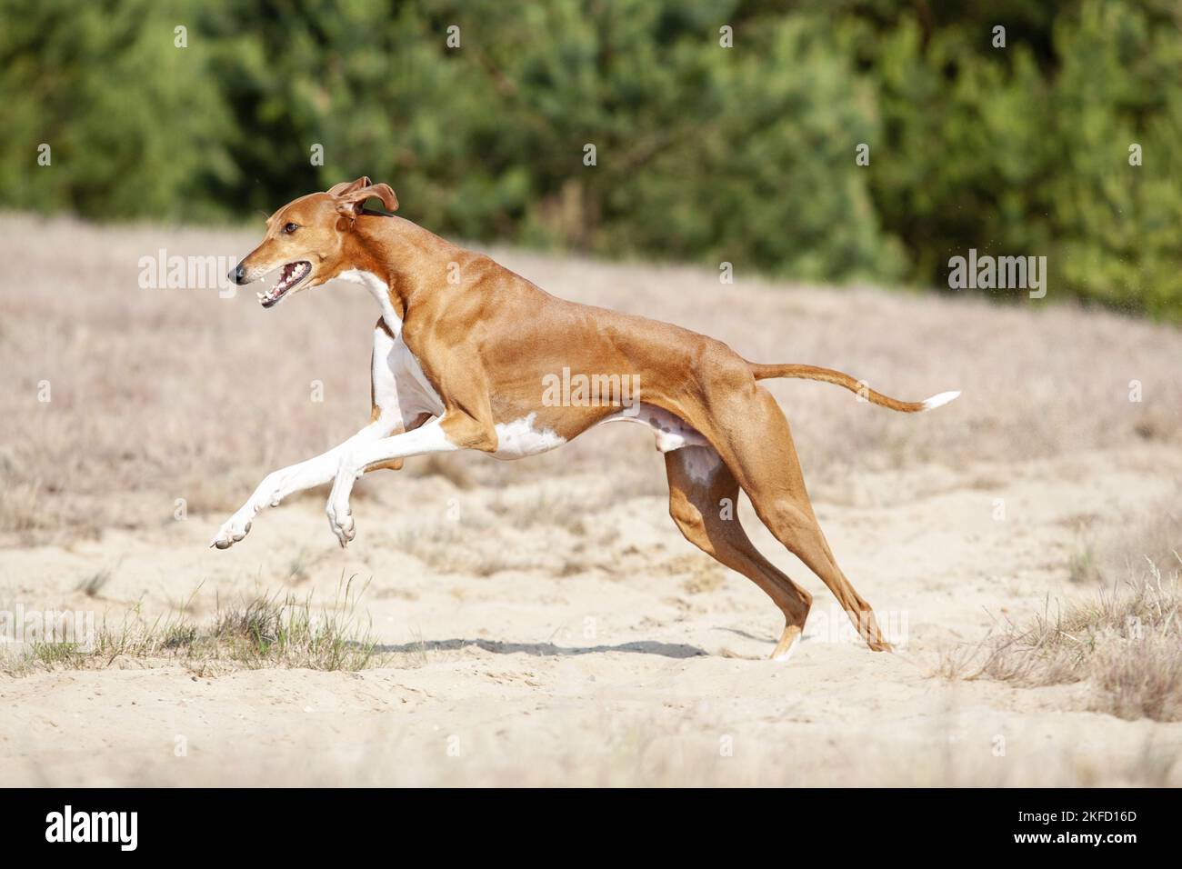 Azawakhs hi-res stock photography and images - Alamy