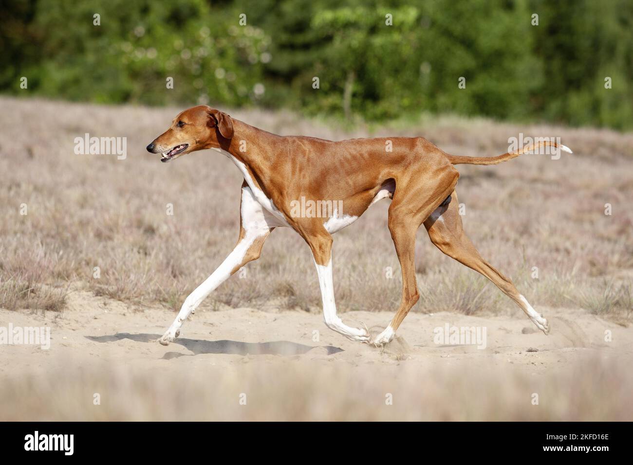 Azawakhs hi-res stock photography and images - Alamy