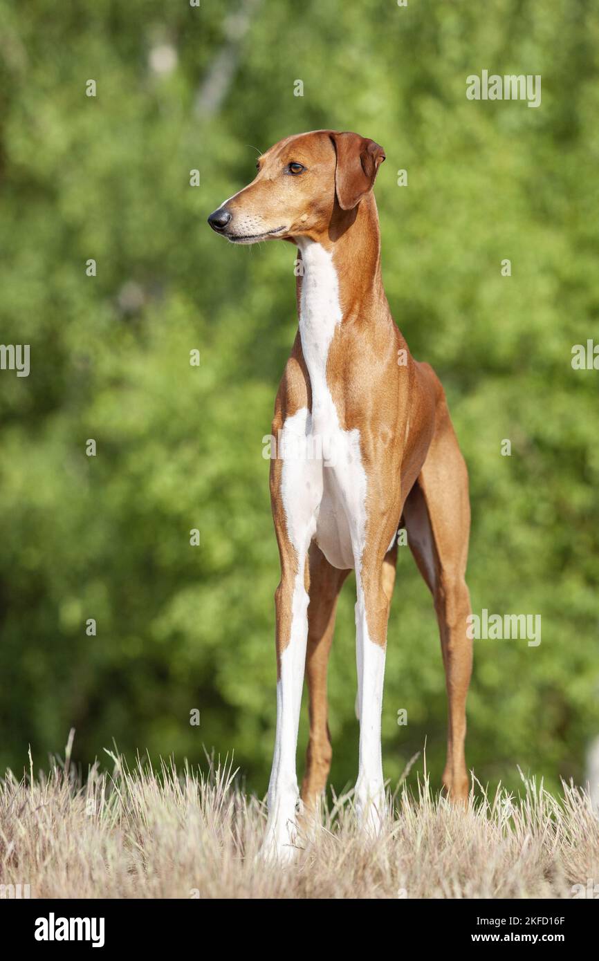 Azawakhs hi-res stock photography and images - Alamy