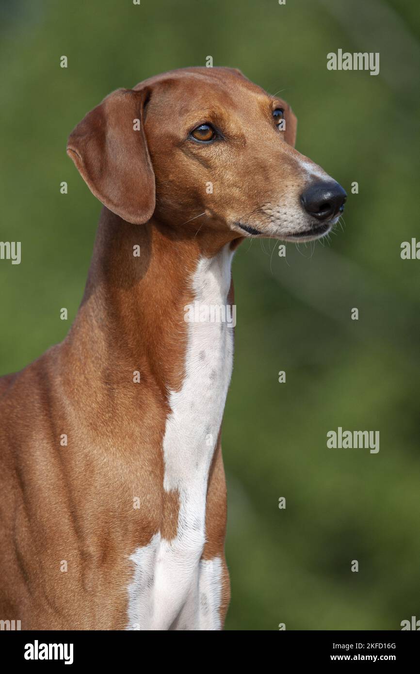 Azawakhs hi-res stock photography and images - Alamy