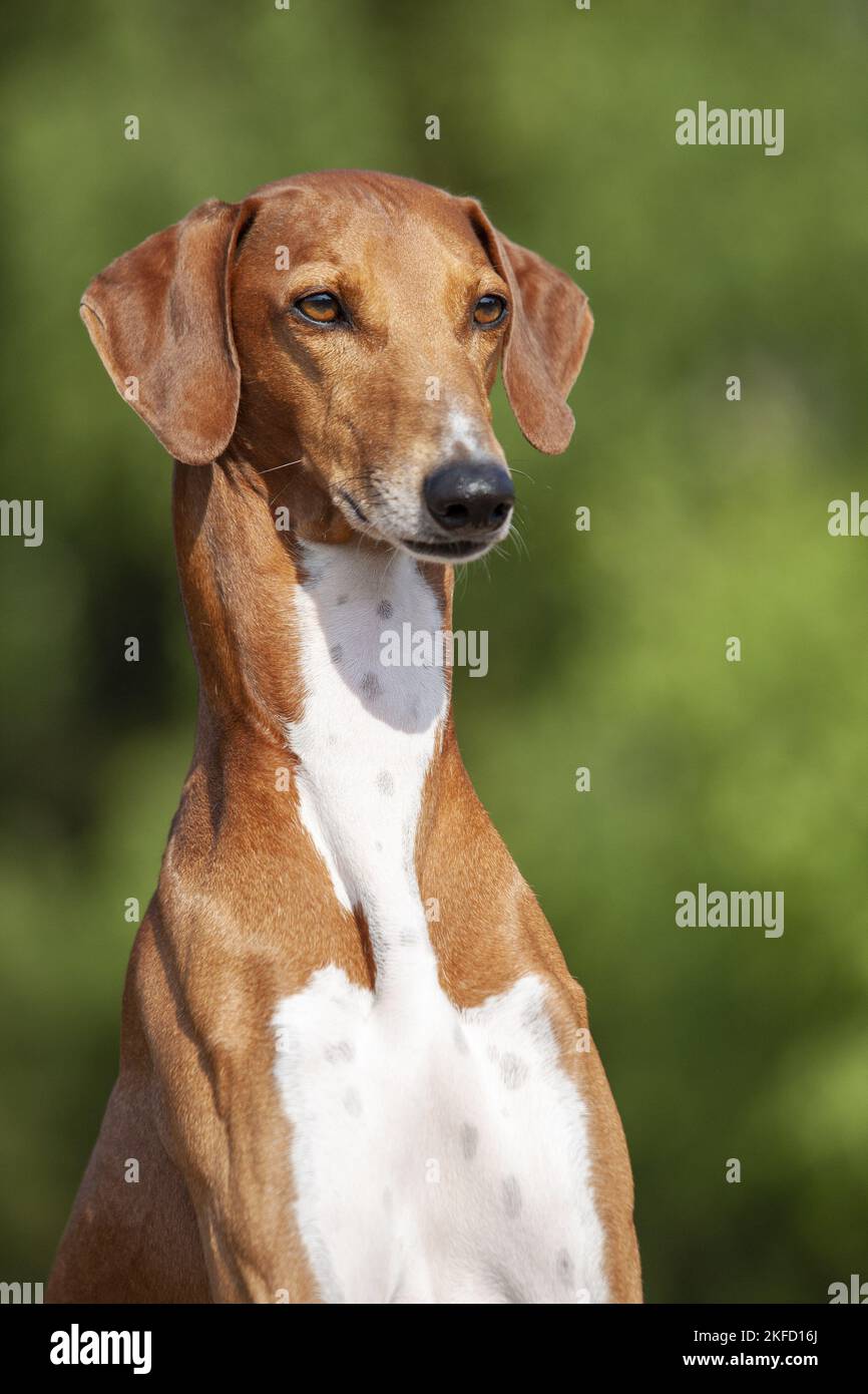 Dog dogs azawakh azawakhs hi-res stock photography and images - Alamy
