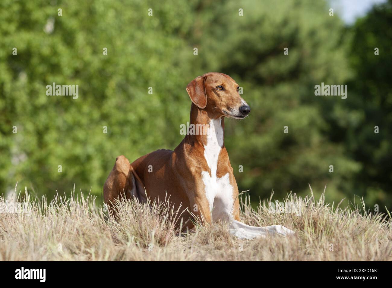 Azawakhs hi-res stock photography and images - Alamy