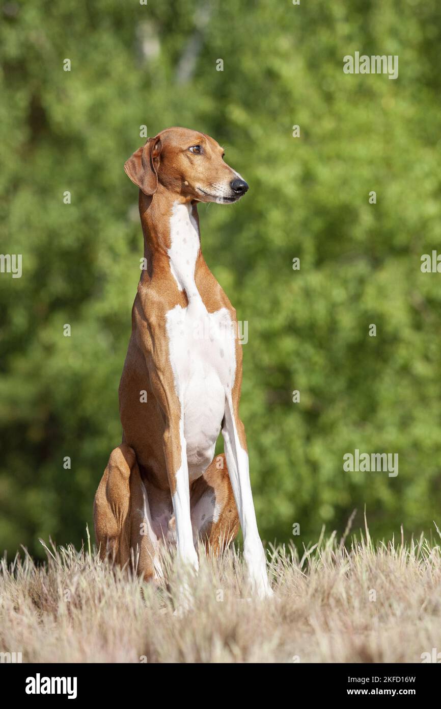 Dog dogs azawakh azawakhs hi-res stock photography and images - Alamy