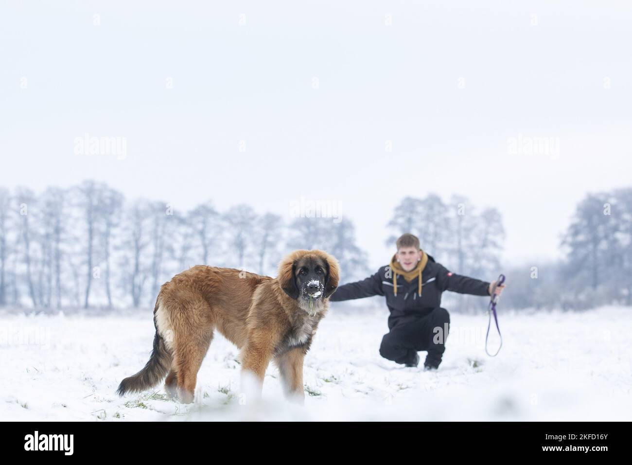 Young leonberger hi-res stock photography and images - Alamy