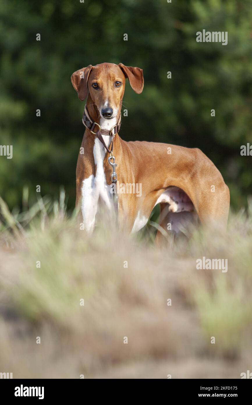 Dog dogs azawakh azawakhs hi-res stock photography and images - Alamy