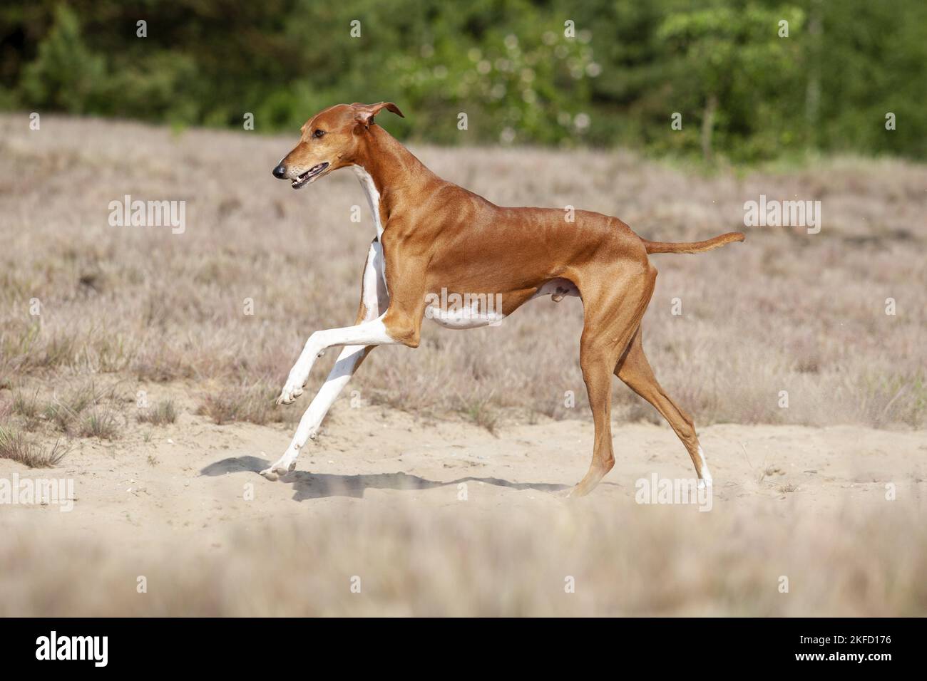 Azawakhs hi-res stock photography and images - Alamy