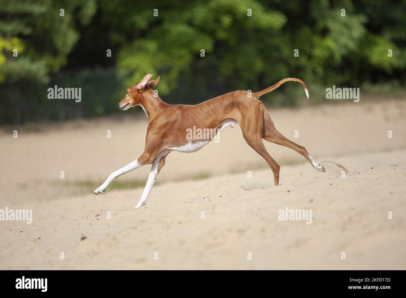 Dog dogs azawakh azawakhs hi-res stock photography and images - Alamy