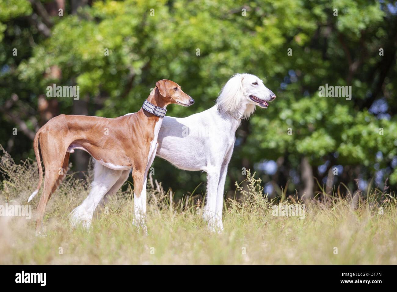 Azawakh and Saluki Stock Photo - Alamy