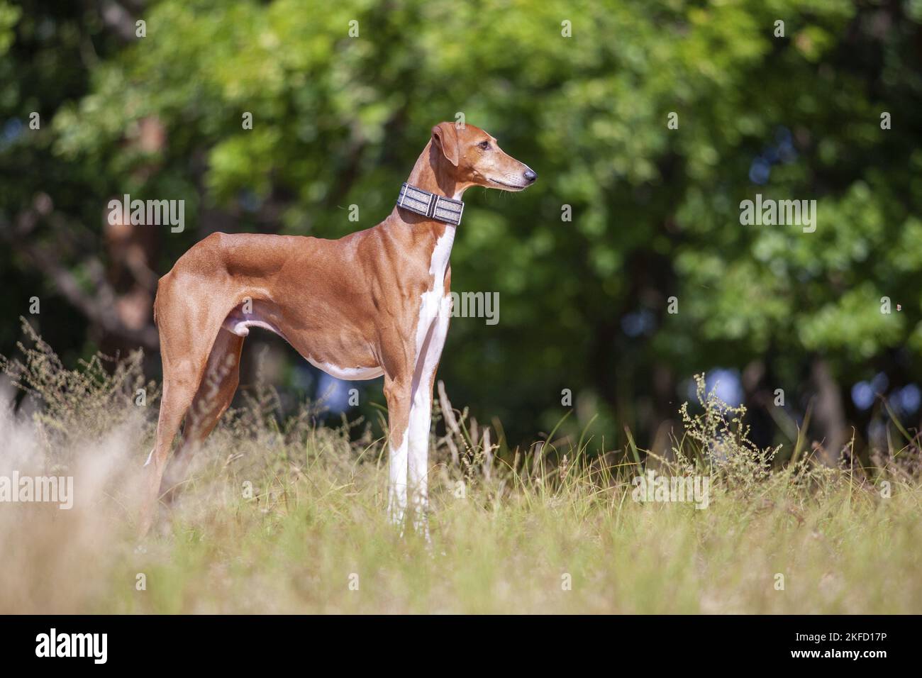 Azawakhs hi-res stock photography and images - Alamy