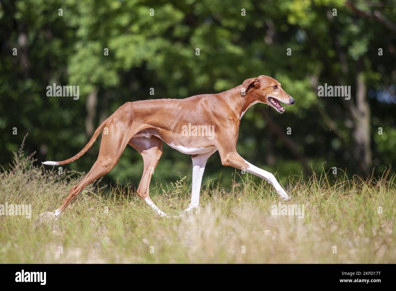 Azawakhs hi-res stock photography and images - Alamy