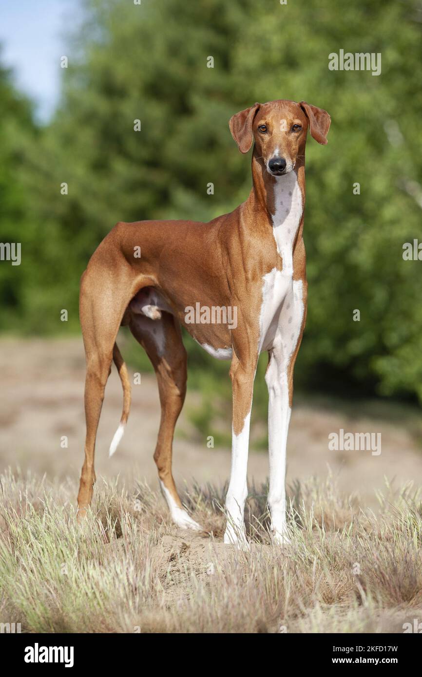 Azawakhs hi-res stock photography and images - Alamy