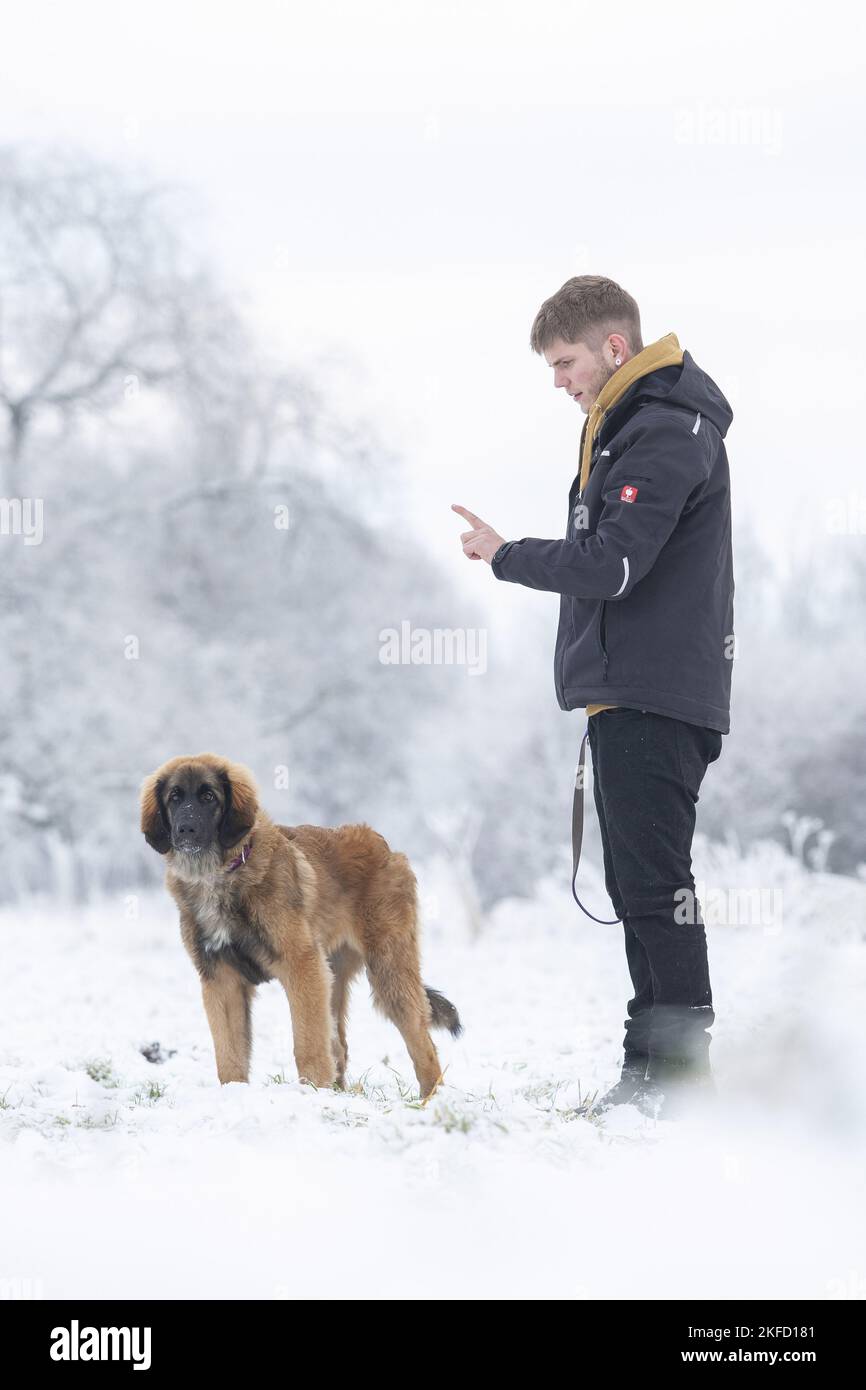 young Leonberger in snow Stock Photo - Alamy