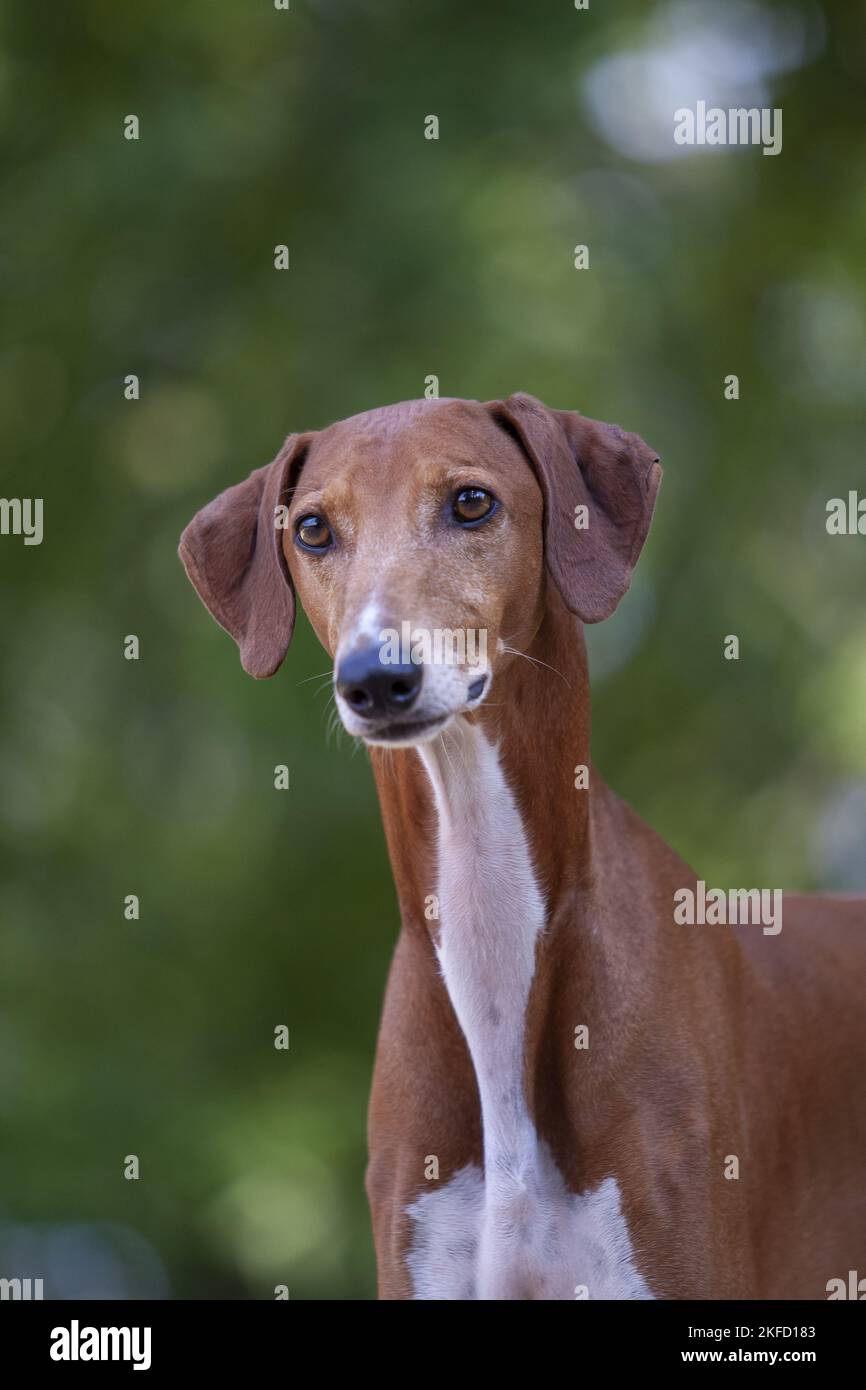 Dog dogs azawakh azawakhs hi-res stock photography and images - Alamy