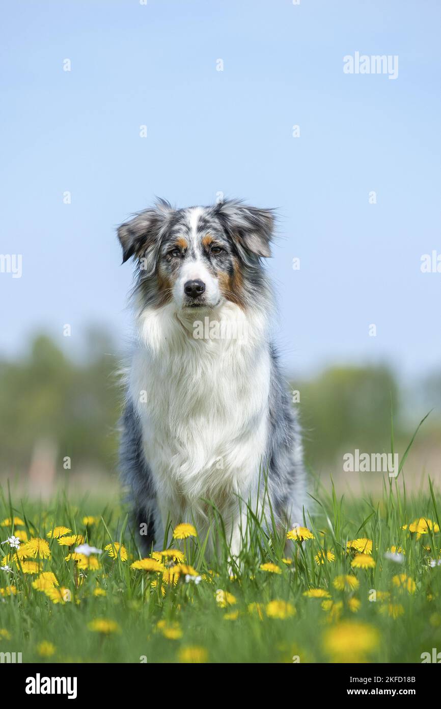 standing Australian Shepherd Stock Photo - Alamy