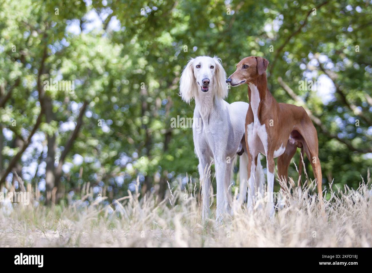 Azawakh and Saluki Stock Photo - Alamy
