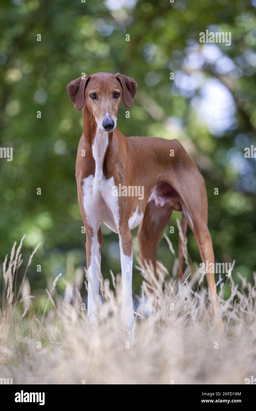 Azawakhs hi-res stock photography and images - Alamy