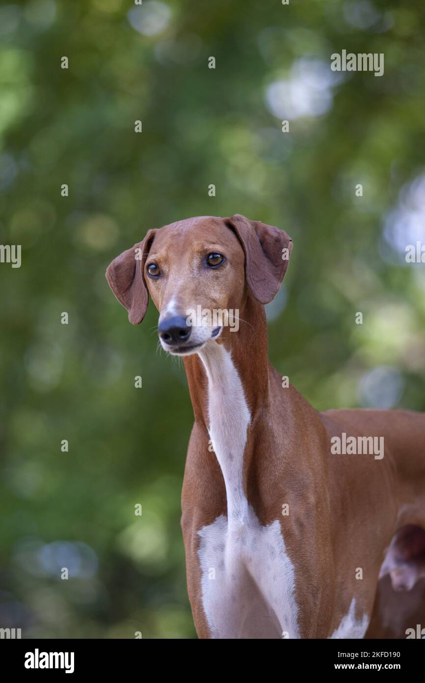 Azawakhs hi-res stock photography and images - Alamy