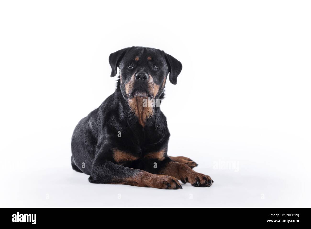 Rottweiler in front of black background Stock Photo - Alamy