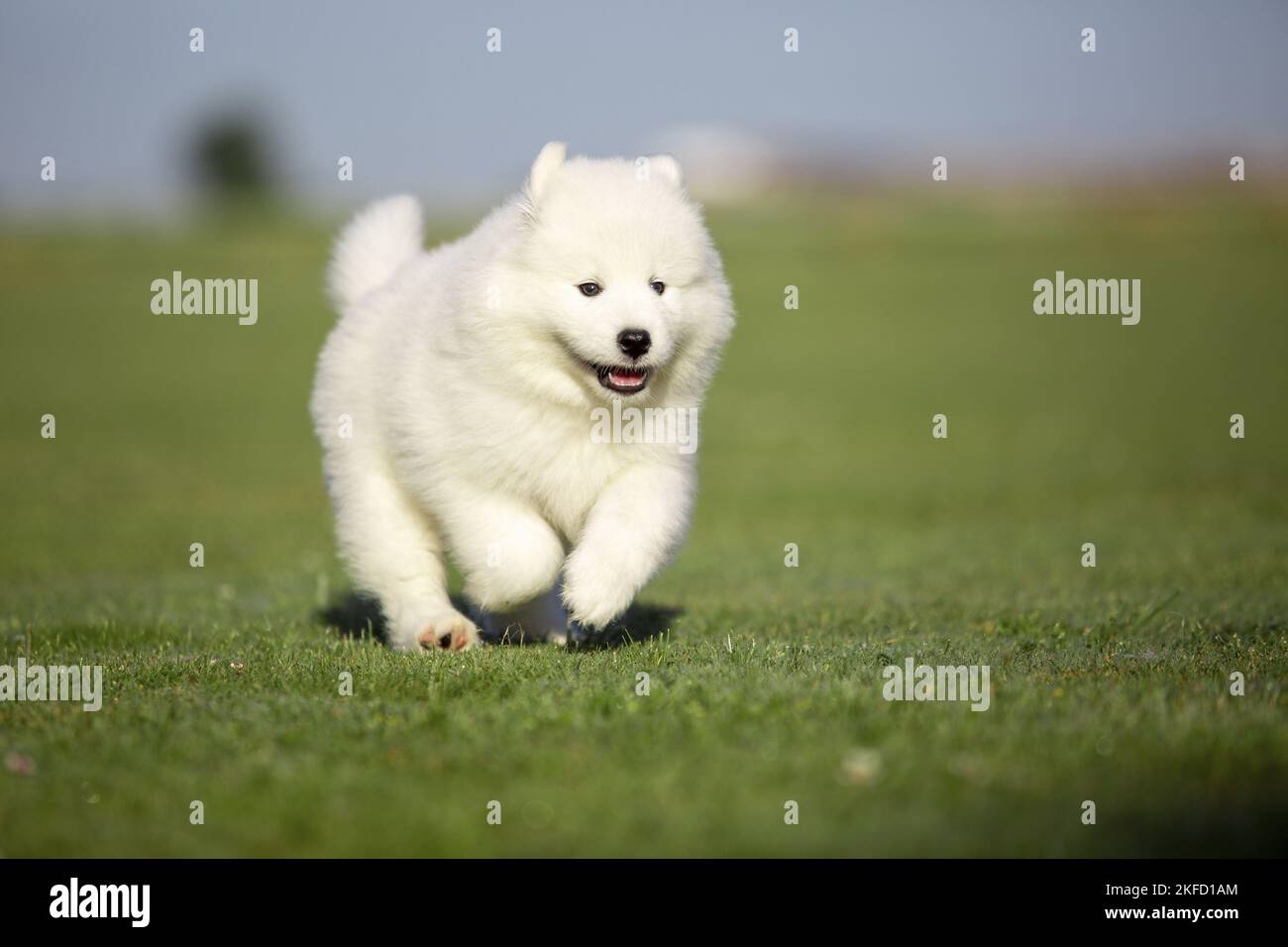 Samoyed run puppy hi-res stock photography and images - Alamy