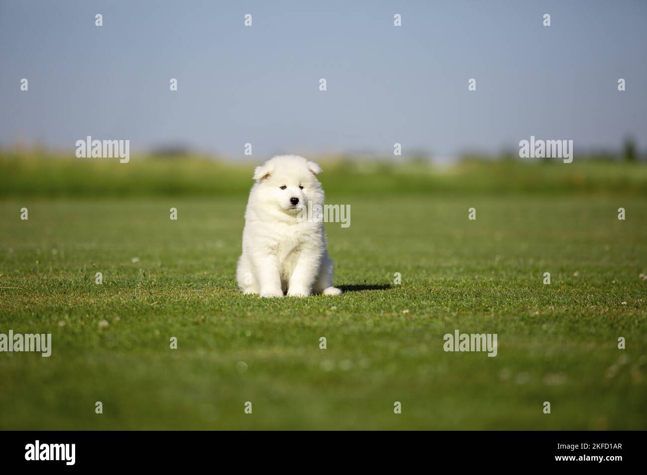 Samoyed pup hi-res stock photography and images - Alamy
