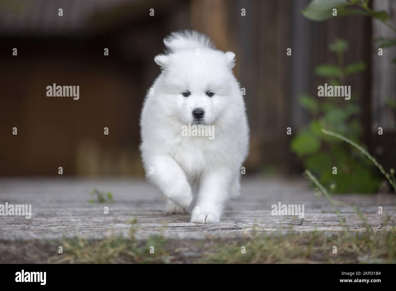 Samoyeds puppy puppies hi-res stock photography and images - Alamy