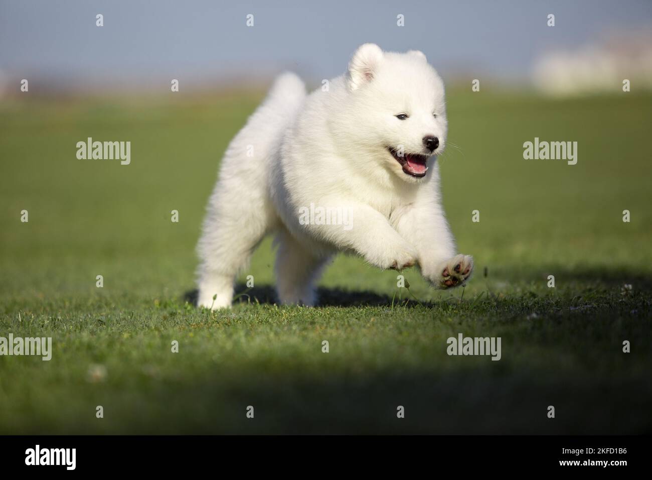 Samoyeds puppy puppies hi-res stock photography and images - Alamy
