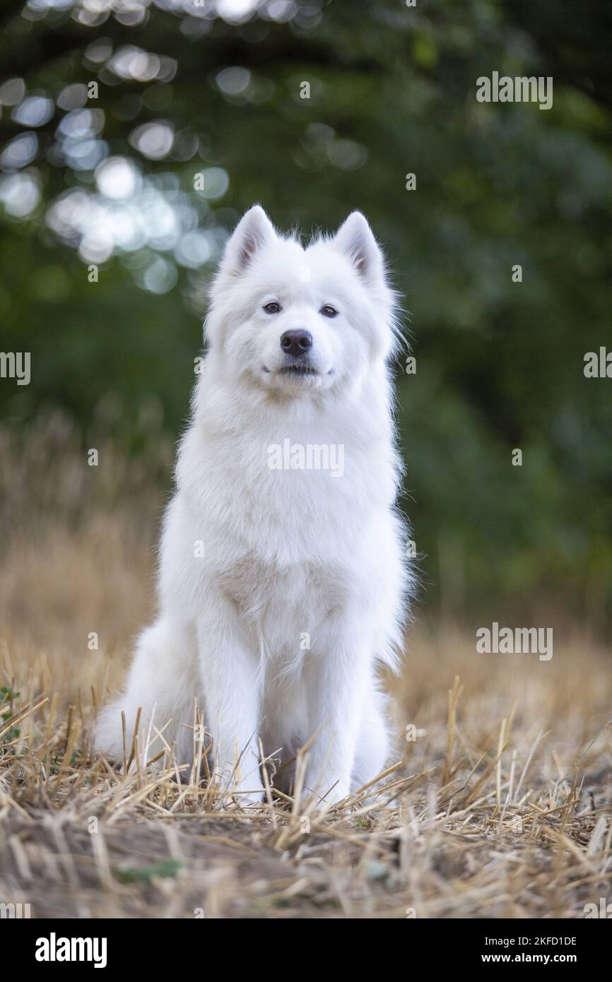 Samoyed on stubble field Stock Photo - Alamy