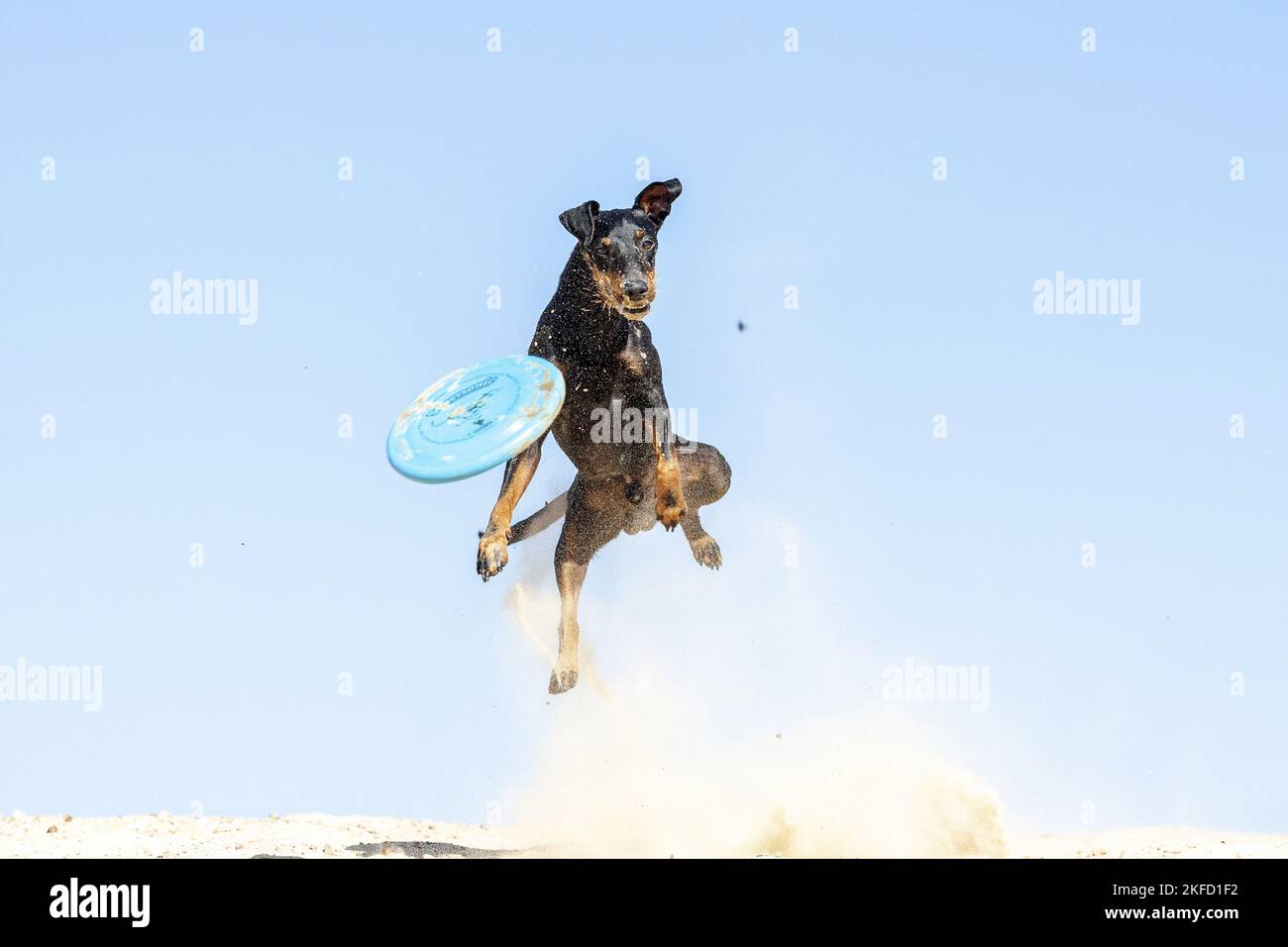 Manchester Terrier plays frisbee Stock Photo - Alamy