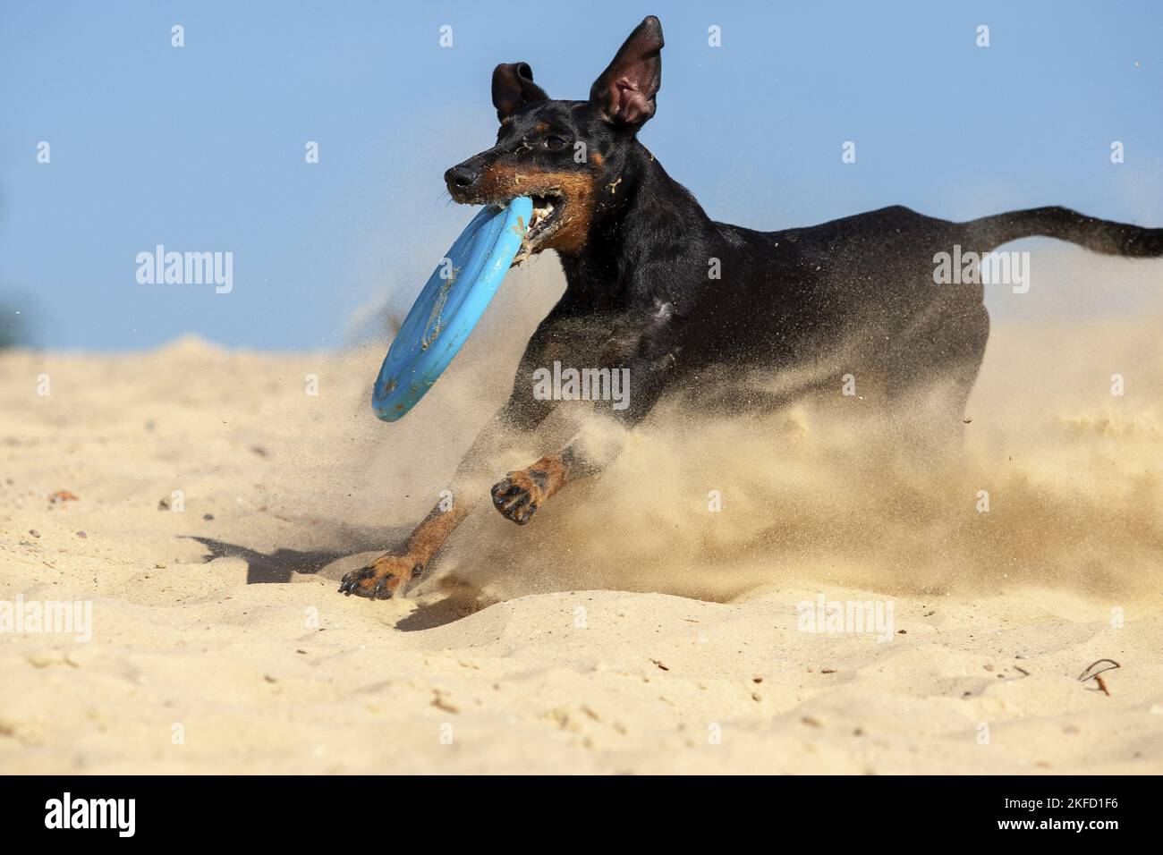 Manchester Terrier plays frisbee Stock Photo - Alamy