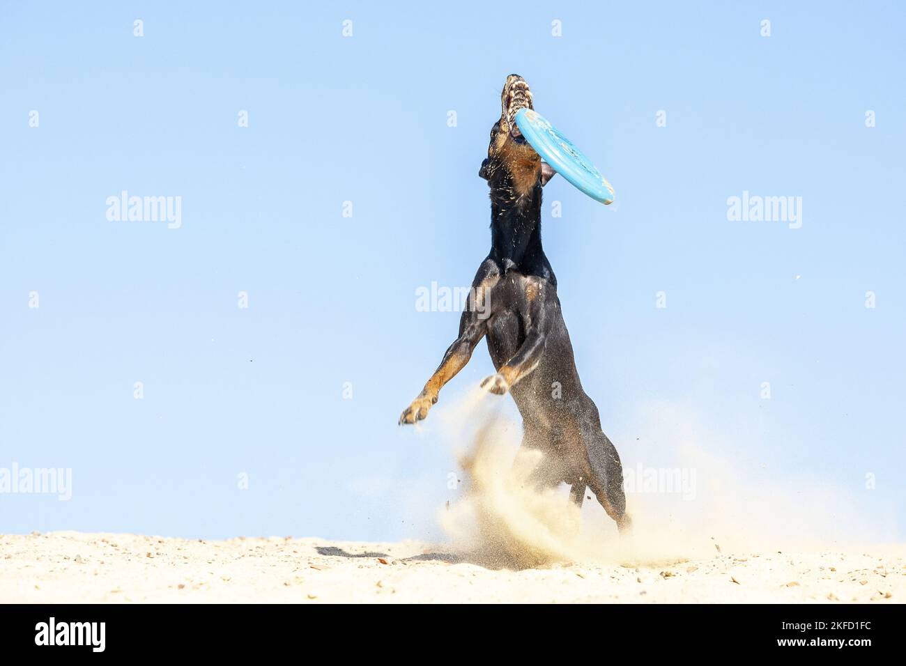 Manchester Terrier plays frisbee Stock Photo - Alamy