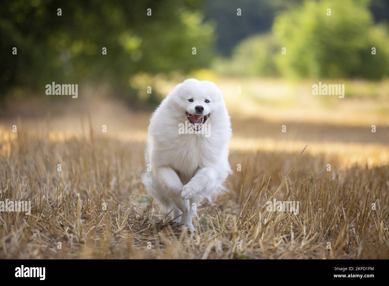 Samoyed on stubble field Stock Photo - Alamy