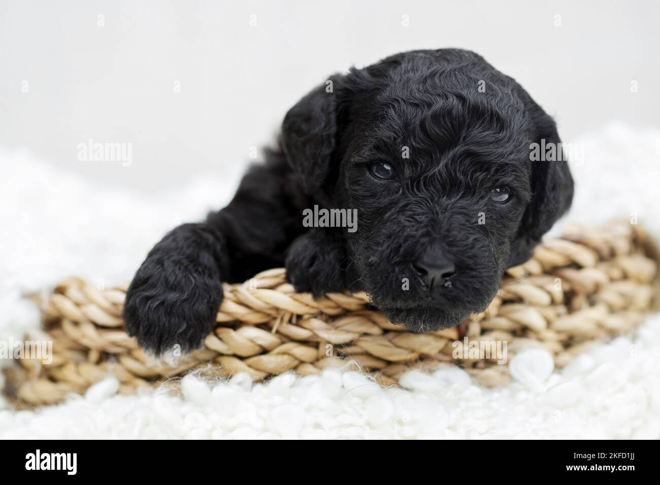 black Labradoodle Puppy Stock Photo - Alamy