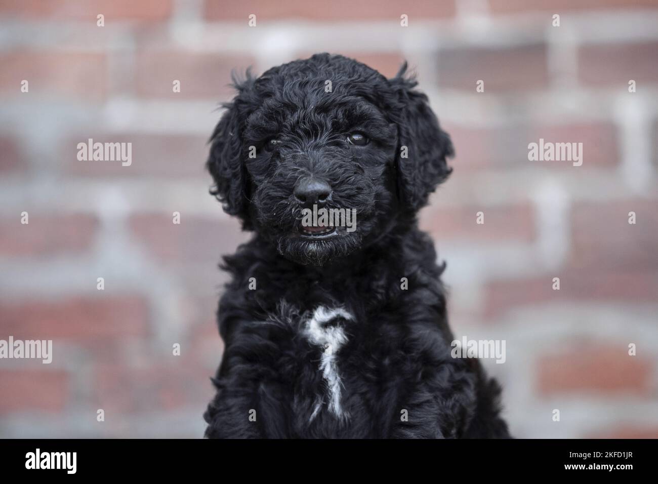 Two labradoodles hi-res stock photography and images - Alamy
