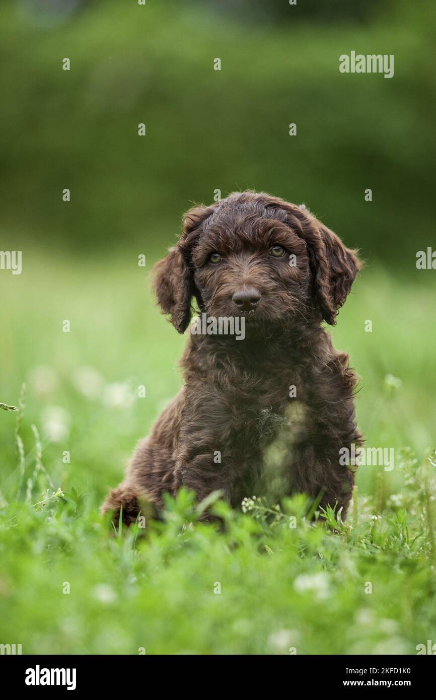 brown Labradoodle puppy on meadow Stock Photo - Alamy